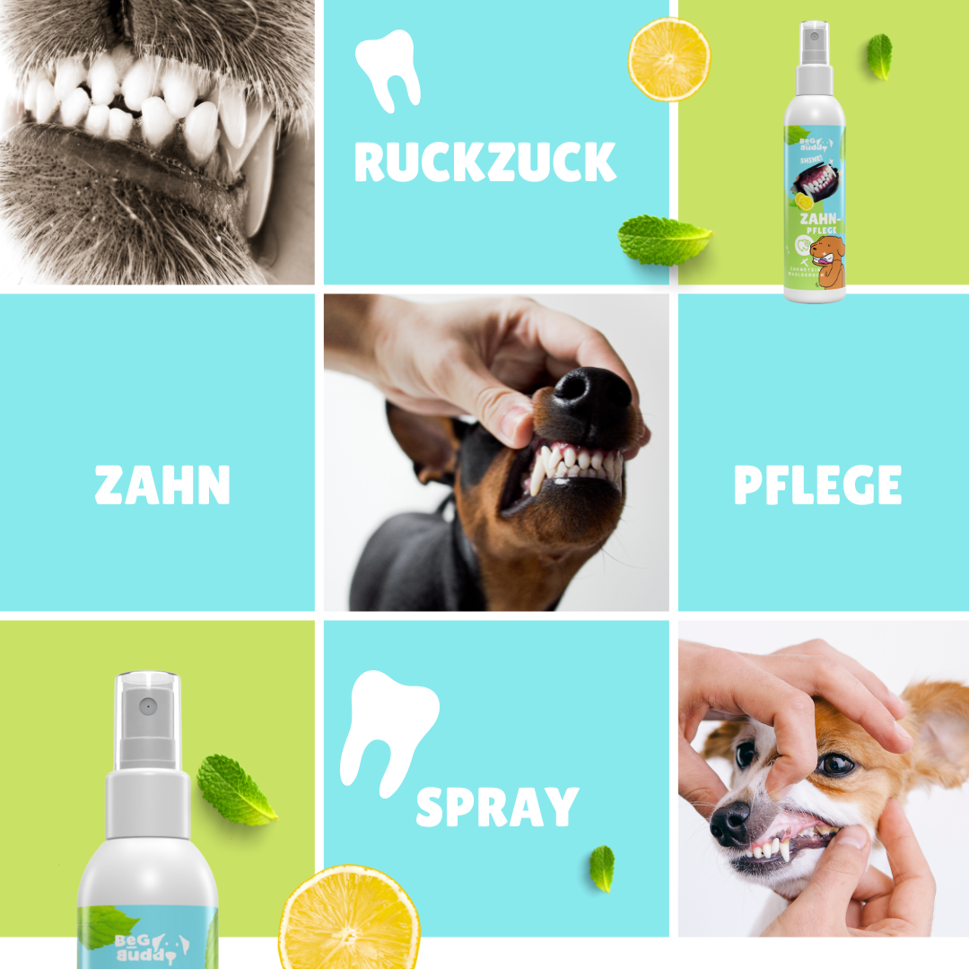 Zahnstein und Maulgeruch beim Hund - BeG Buddy